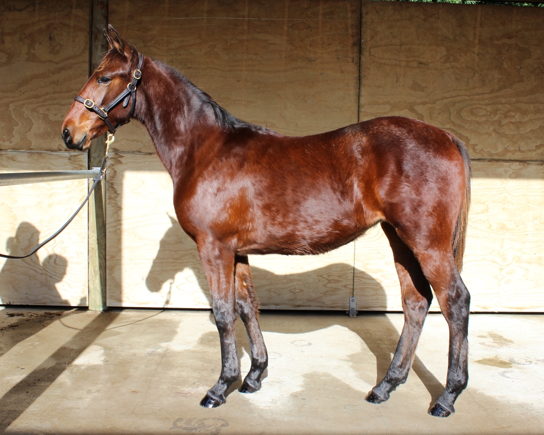 The Eyes Have It | National Standardbred Weanling Sale | NZB ...