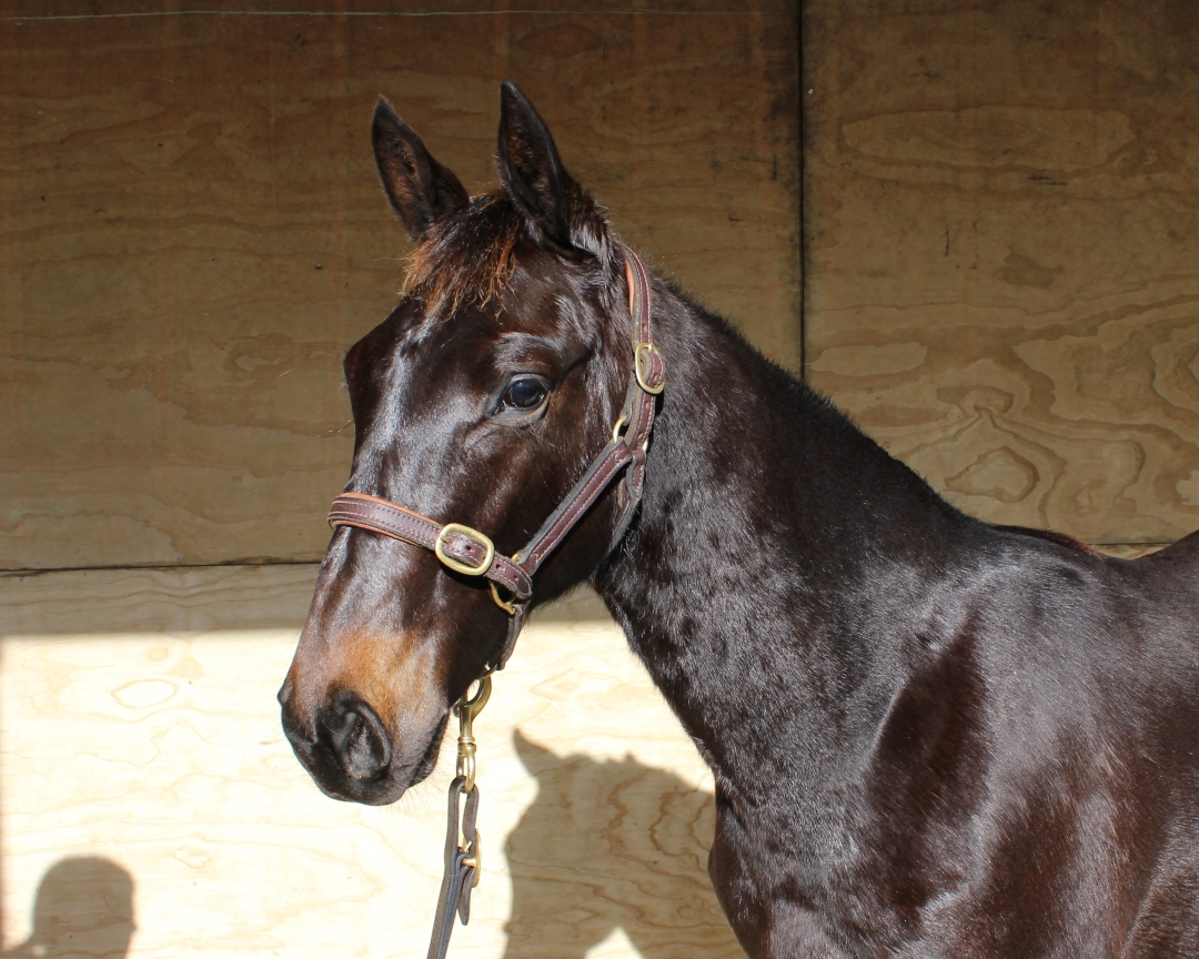 Chase The Storm | National Standardbred Weanling Sale | NZB ...