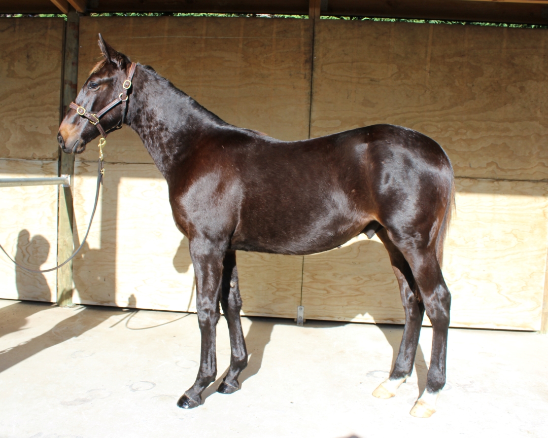 Chase The Storm | National Standardbred Weanling Sale | NZB ...