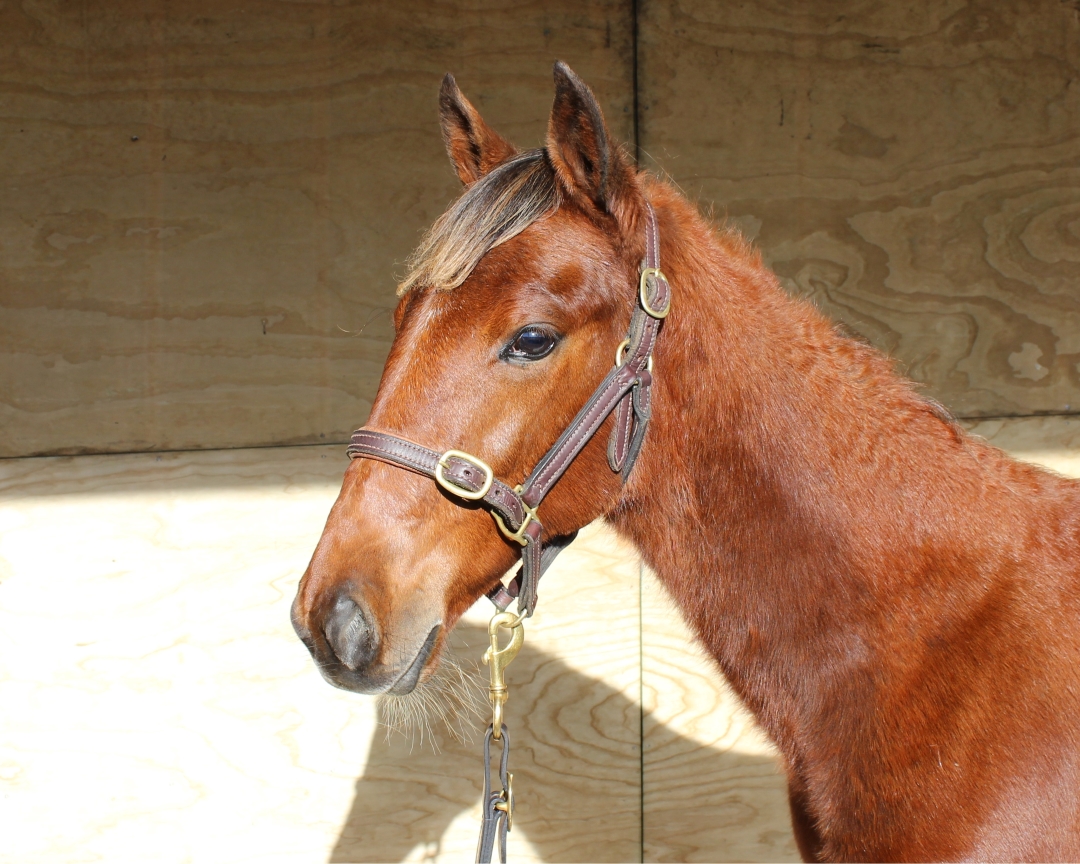 | National Standardbred Weanling Sale | NZB Standardbred | Standardbred ...