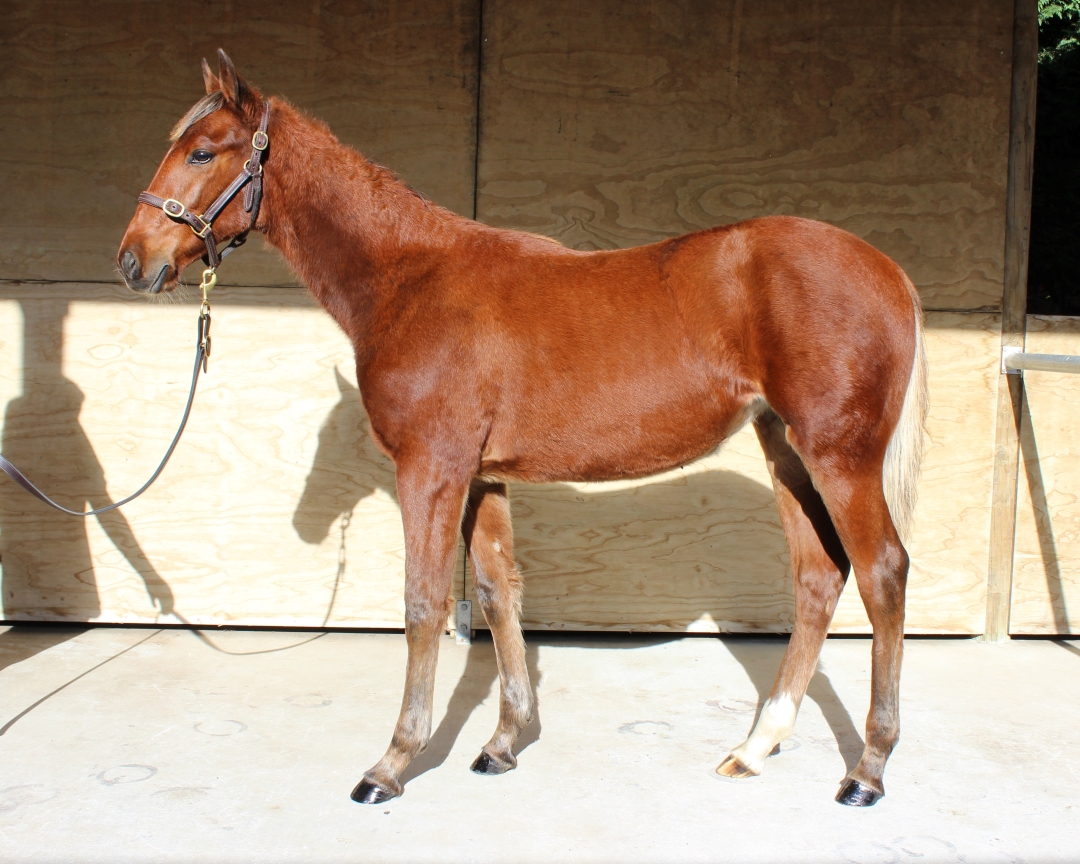 | National Standardbred Weanling Sale | NZB Standardbred | Standardbred ...