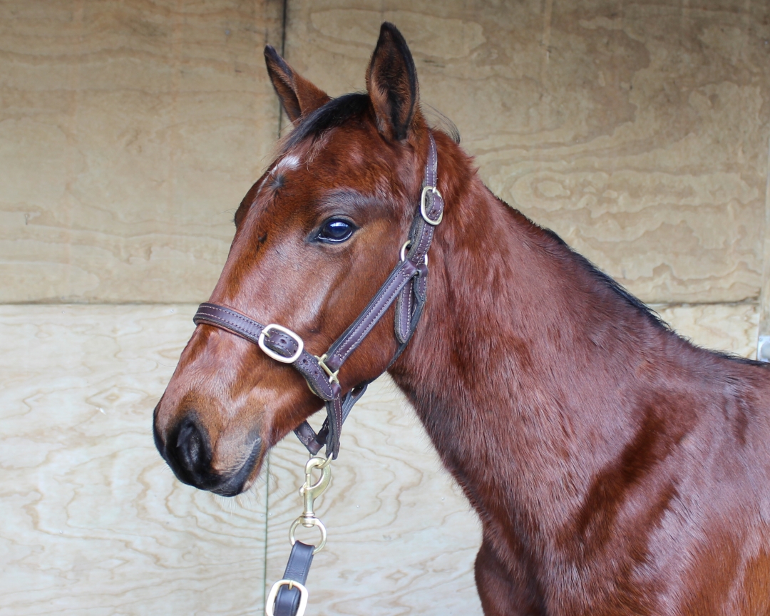 | National Standardbred Weanling Sale | NZB Standardbred | Standardbred ...
