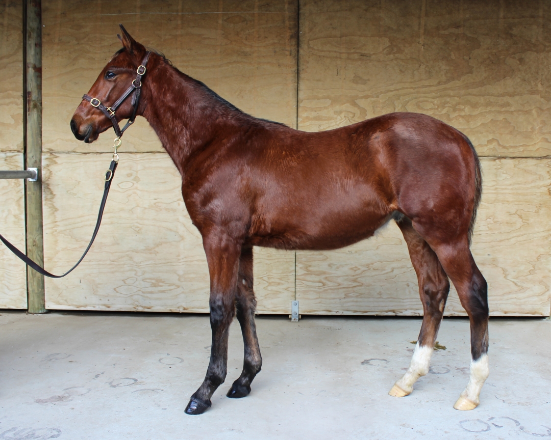 | National Standardbred Weanling Sale | NZB Standardbred | Standardbred ...