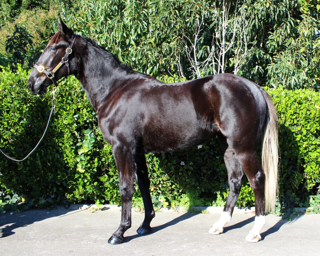| National Standardbred Weanling Sale | NZB Standardbred | Standardbred ...