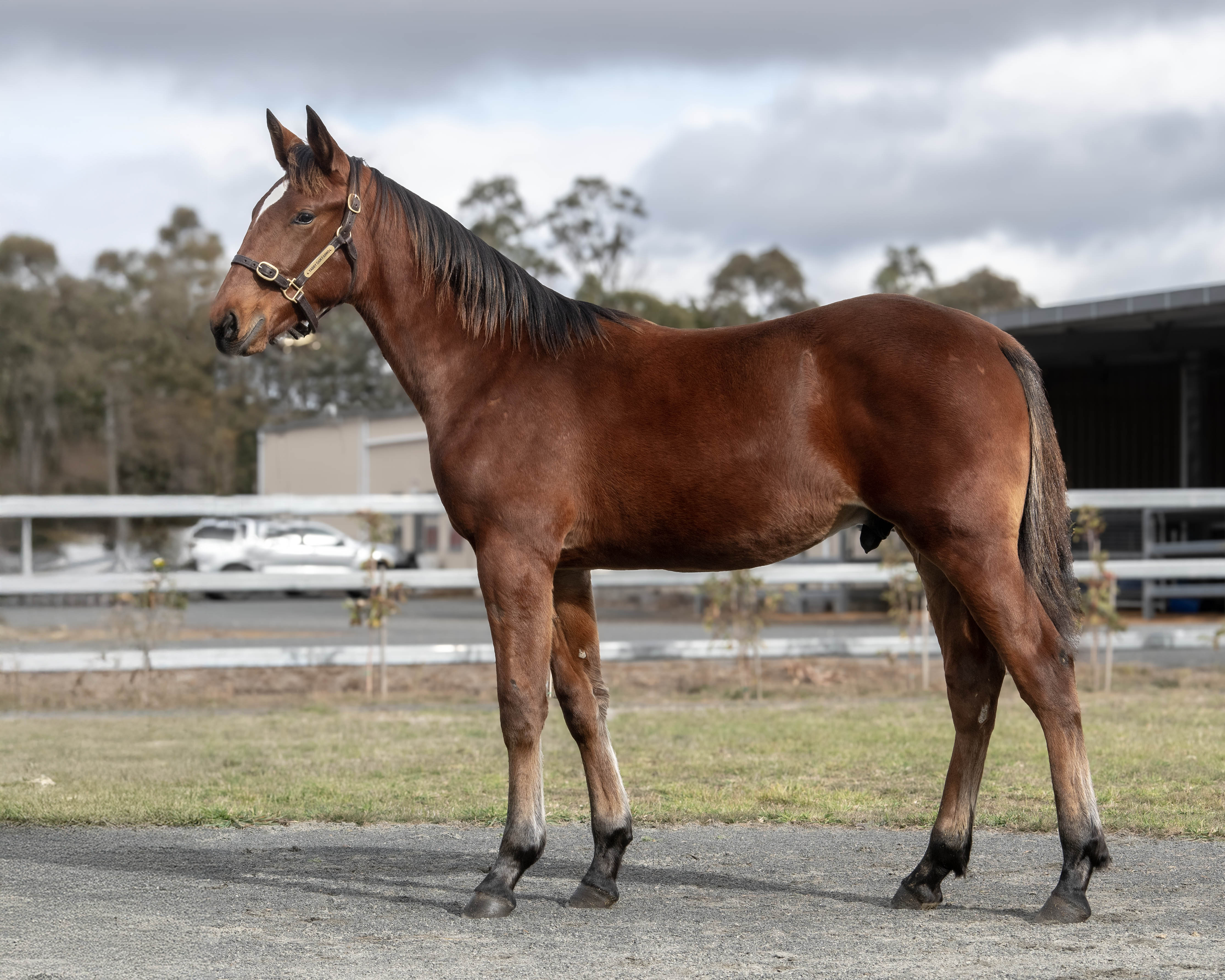 | National Standardbred Weanling Sale | NZB Standardbred | Standardbred ...