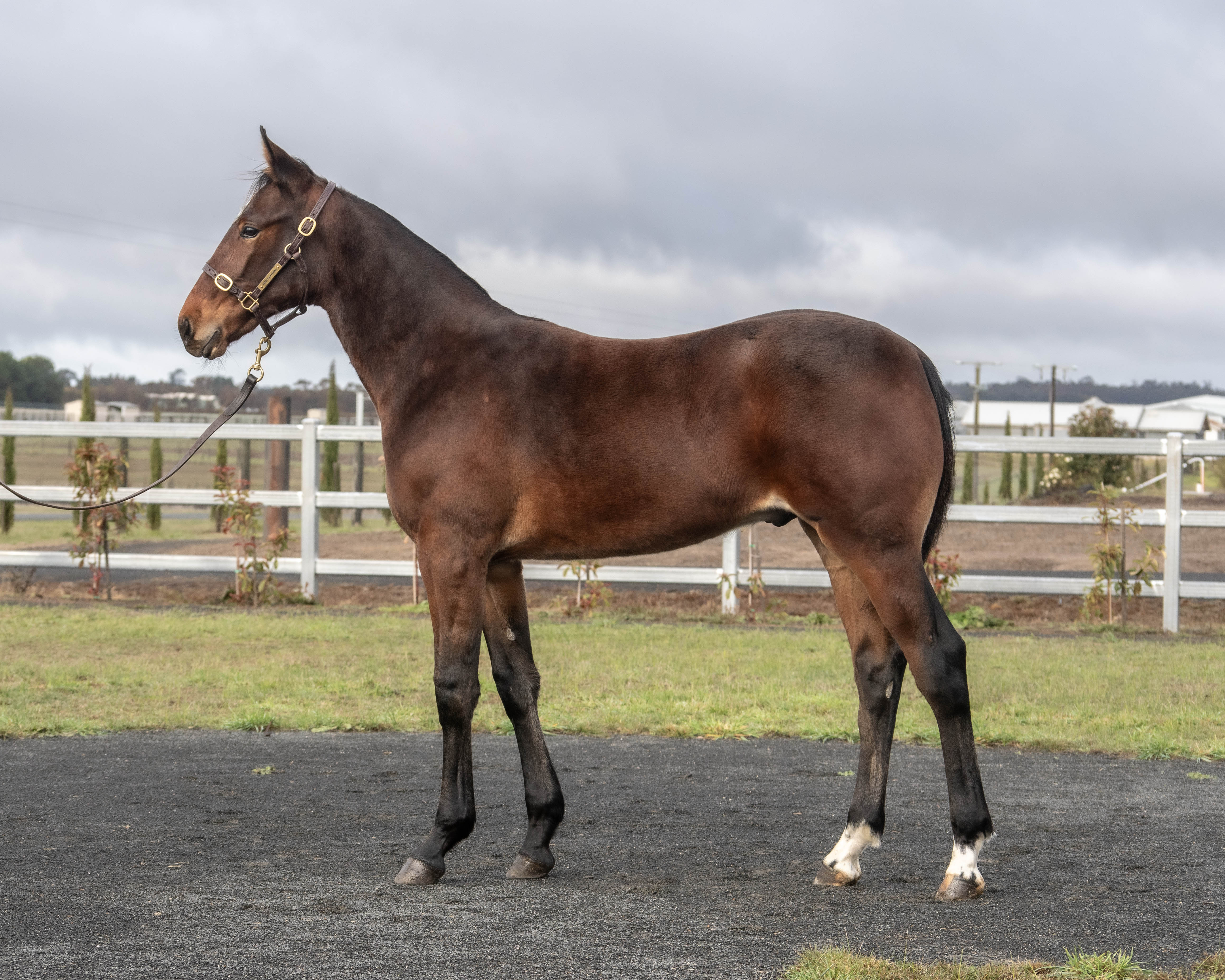 El Cha Cha | National Standardbred Weanling Sale | NZB Standardbred ...