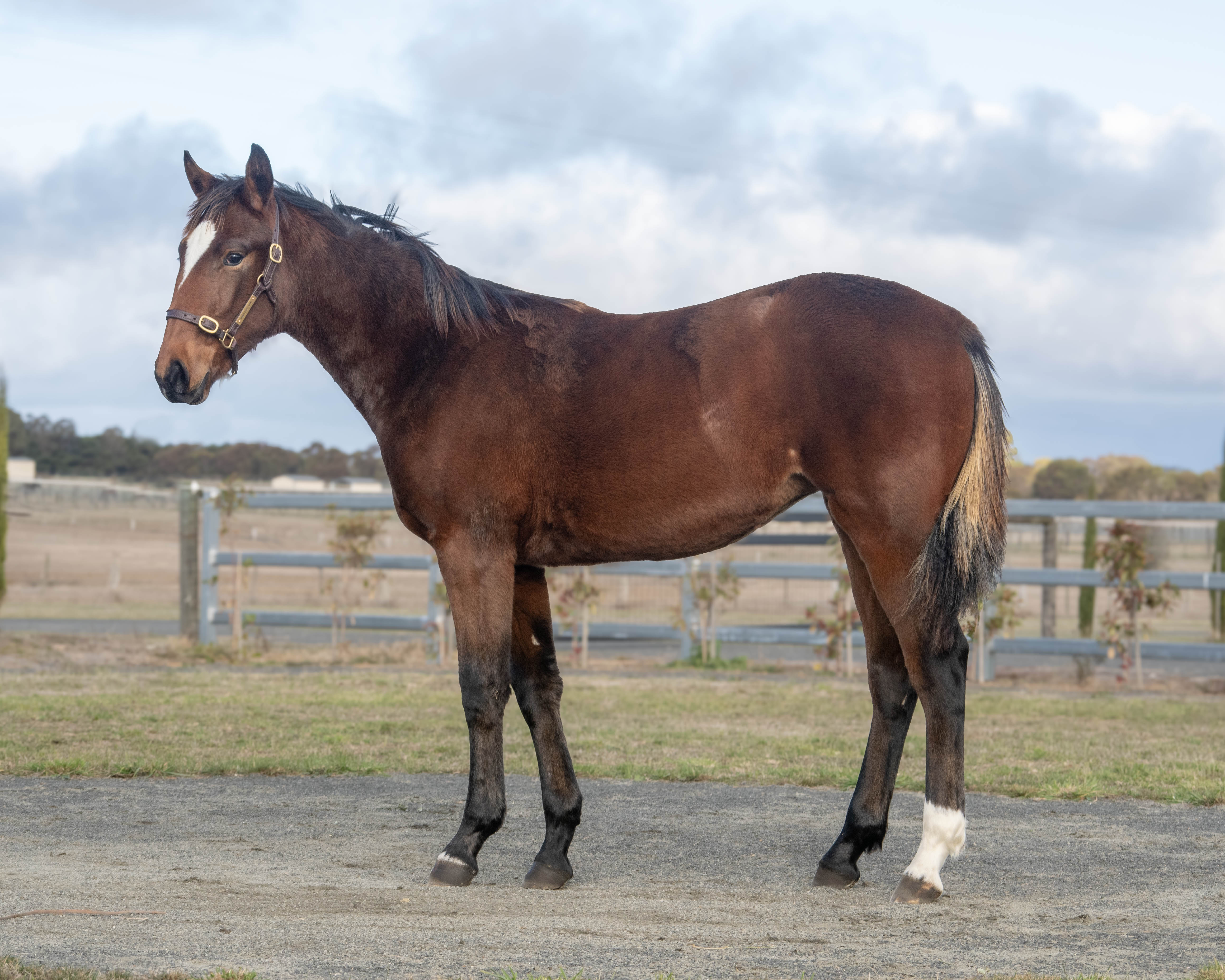 | National Standardbred Weanling Sale | NZB Standardbred | Standardbred ...