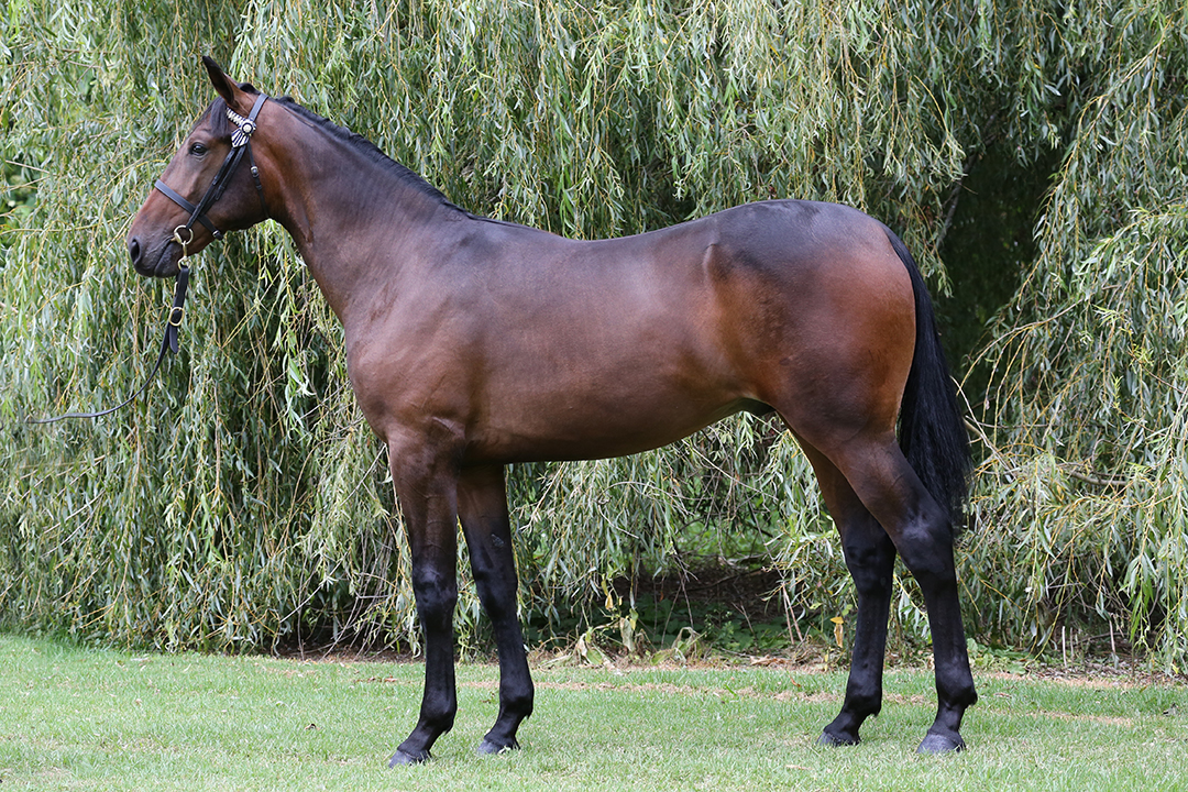 Muscle Blueprint | National Yearling Sale - Auckland | NZB Standardbred ...