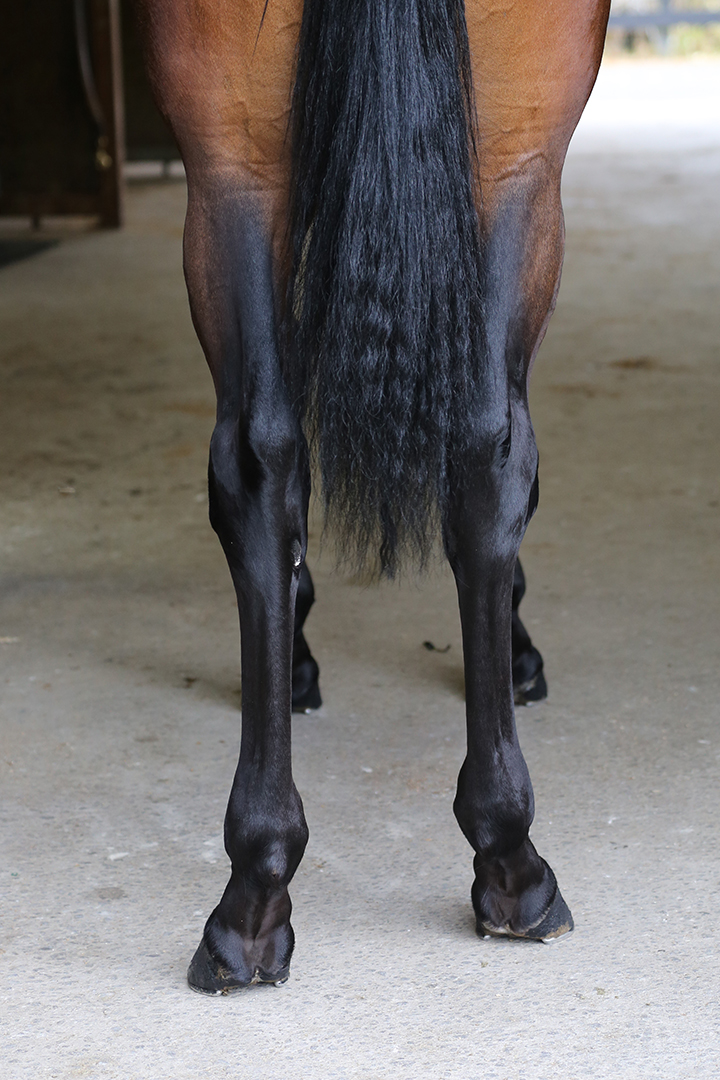 Muscle Blueprint | National Yearling Sale - Auckland | NZB Standardbred ...