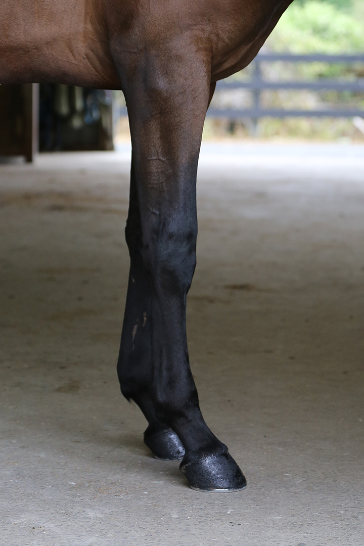 Muscle Blueprint | National Yearling Sale - Auckland | NZB Standardbred ...