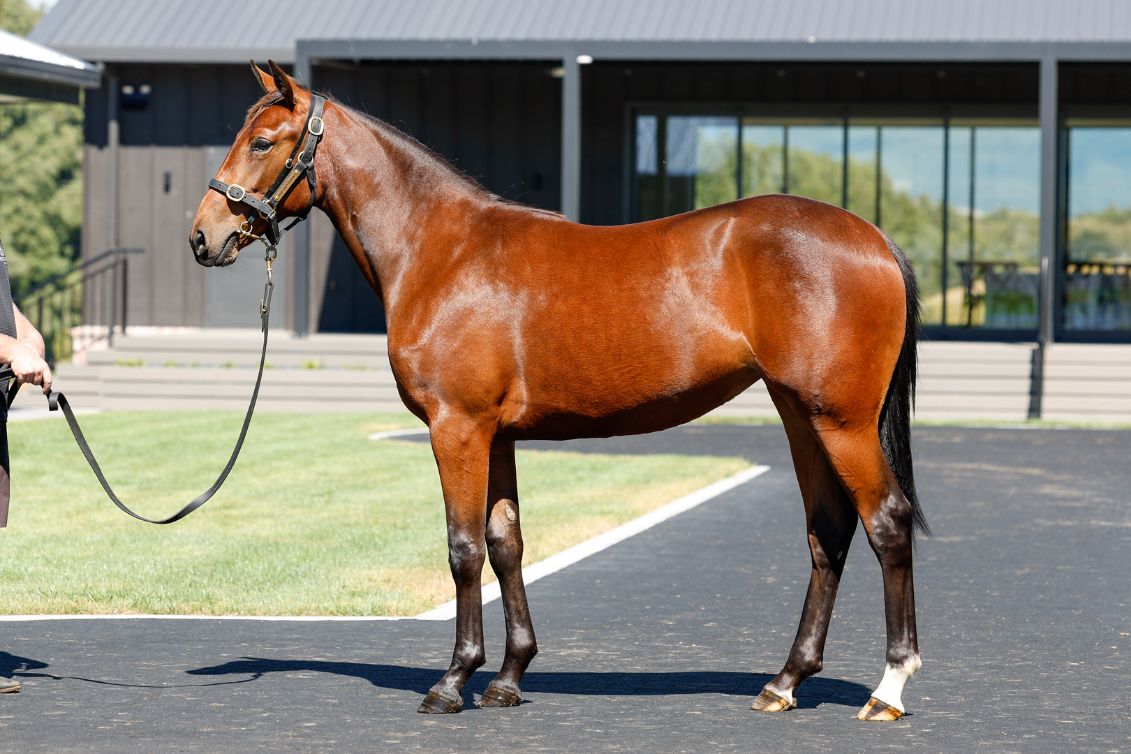 | National Yearling Sale - Auckland | NZB Standardbred | Standardbred ...