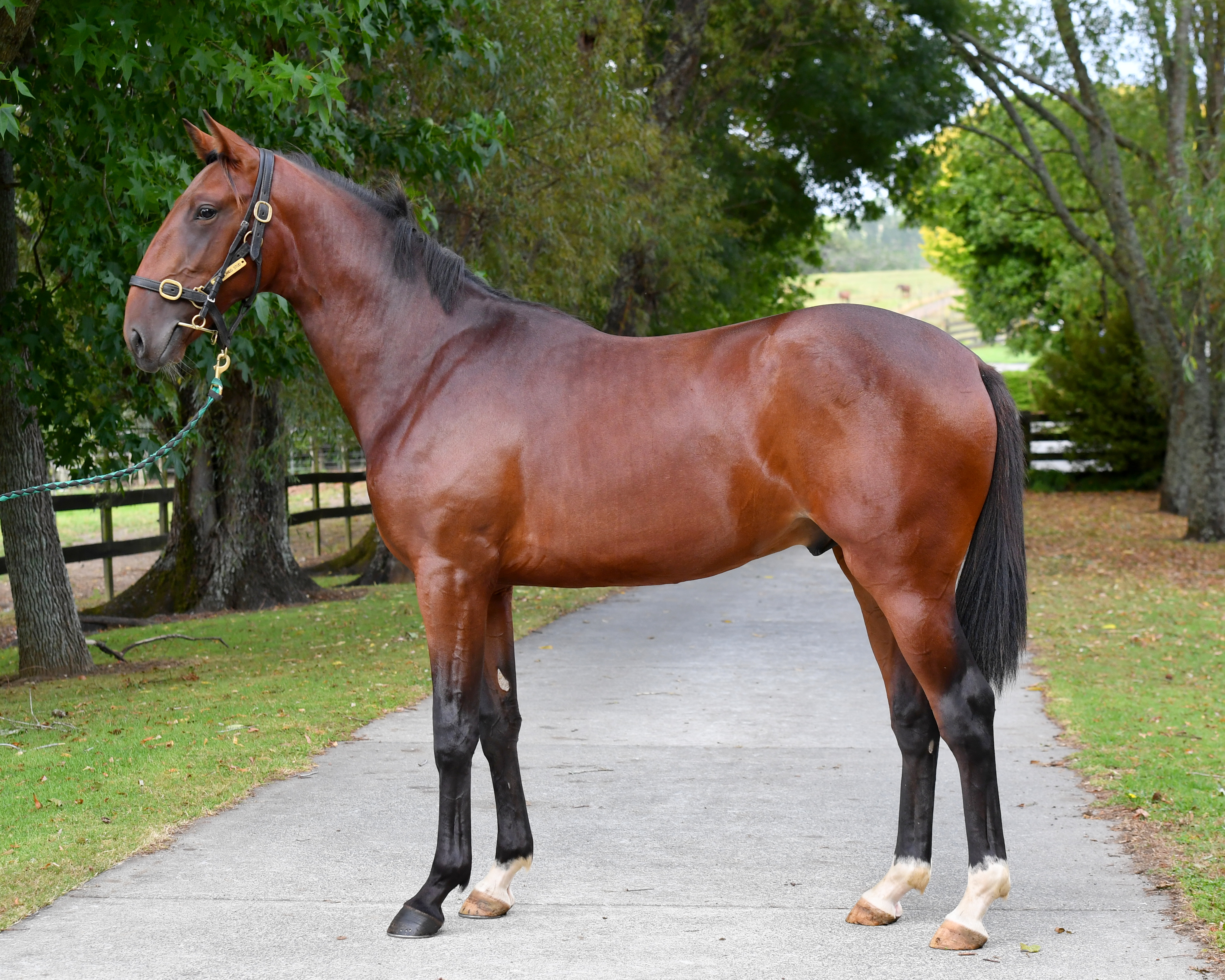 Waterfall Bay | National Yearling Sale - Auckland | NZB Standardbred ...