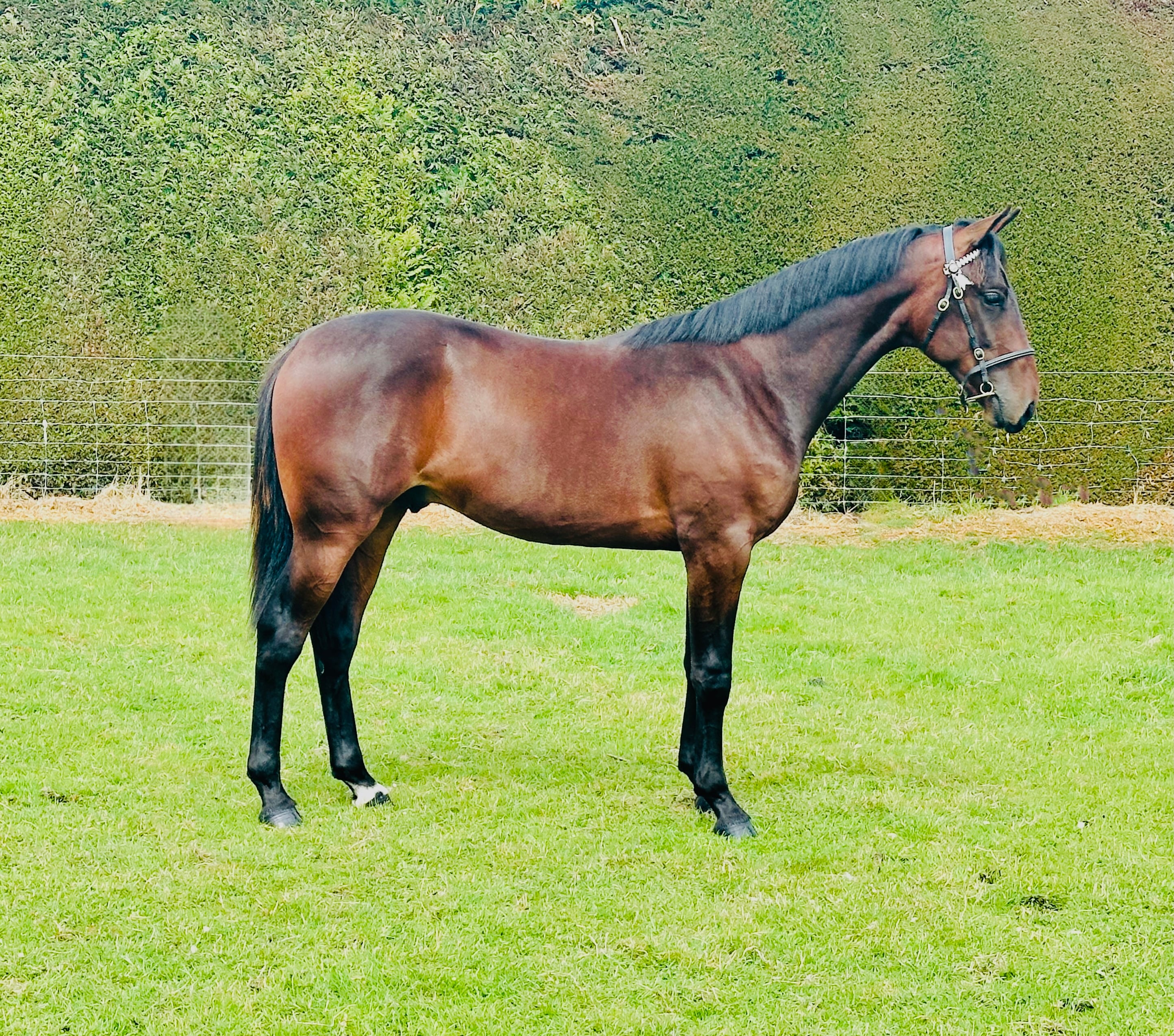 | National Yearling Sale - Christchurch | NZB Standardbred ...