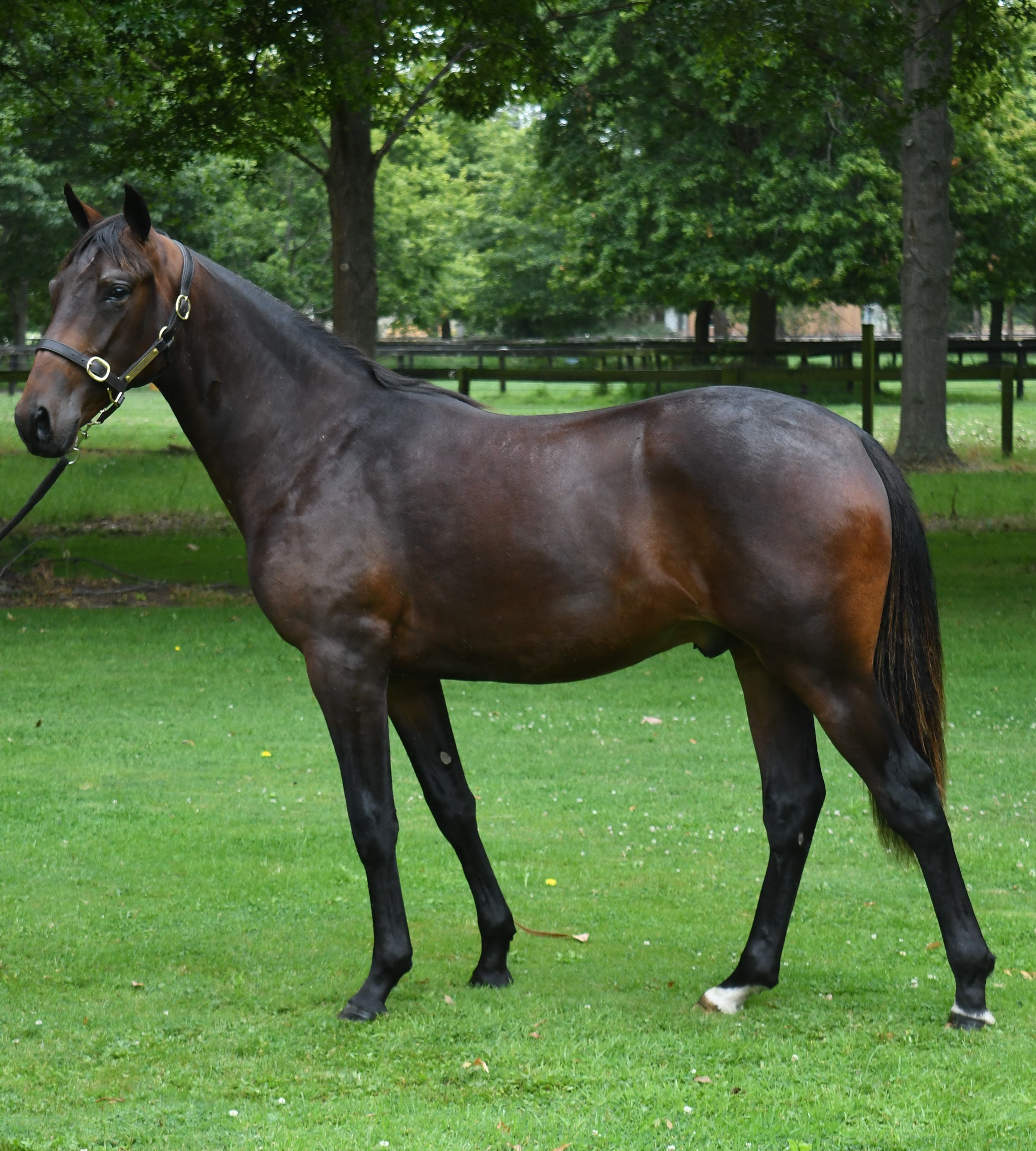 One Eyed | National Yearling Sale - Christchurch | NZB Standardbred ...