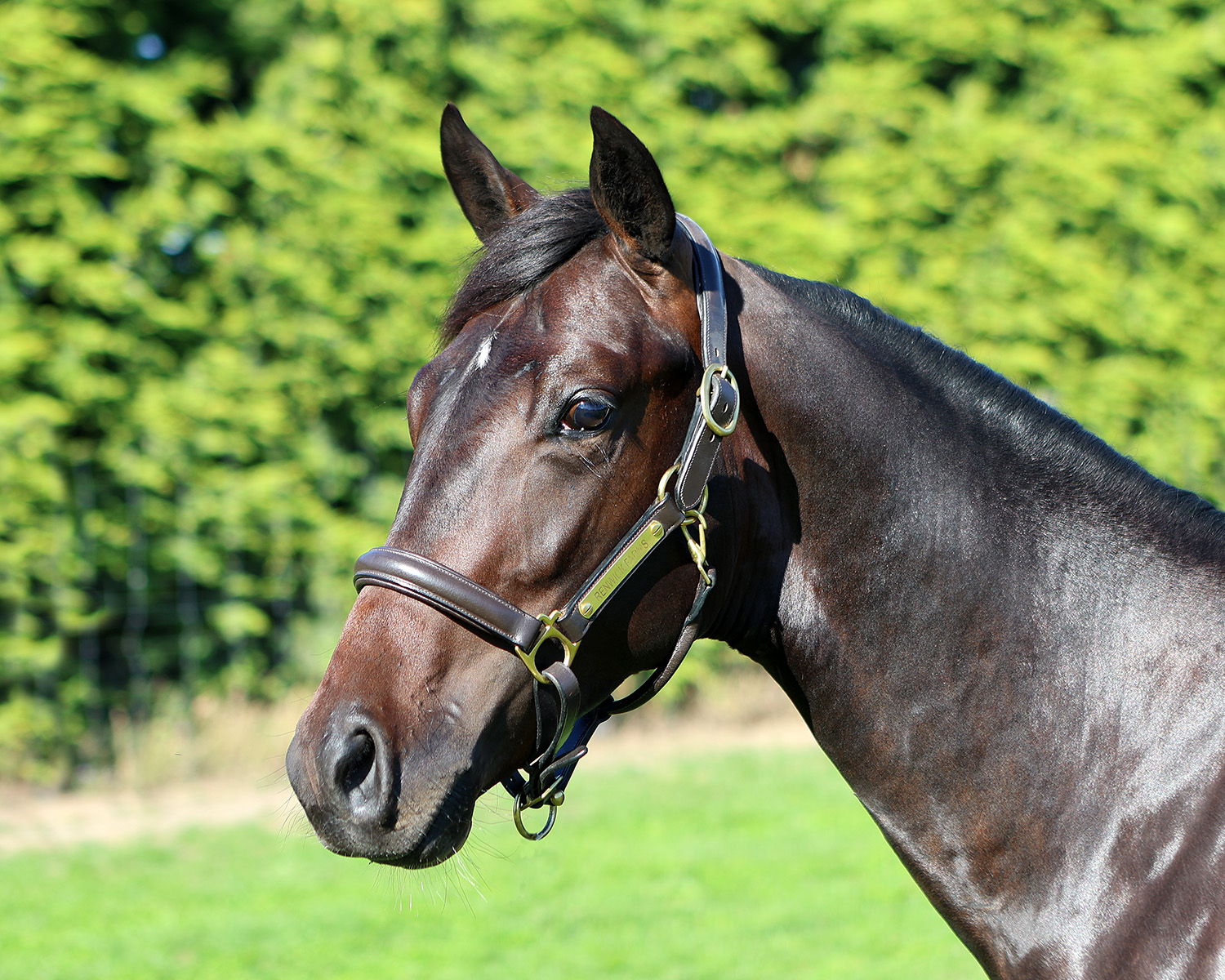 Morpheus | National Yearling Sale - Christchurch | NZB Standardbred ...