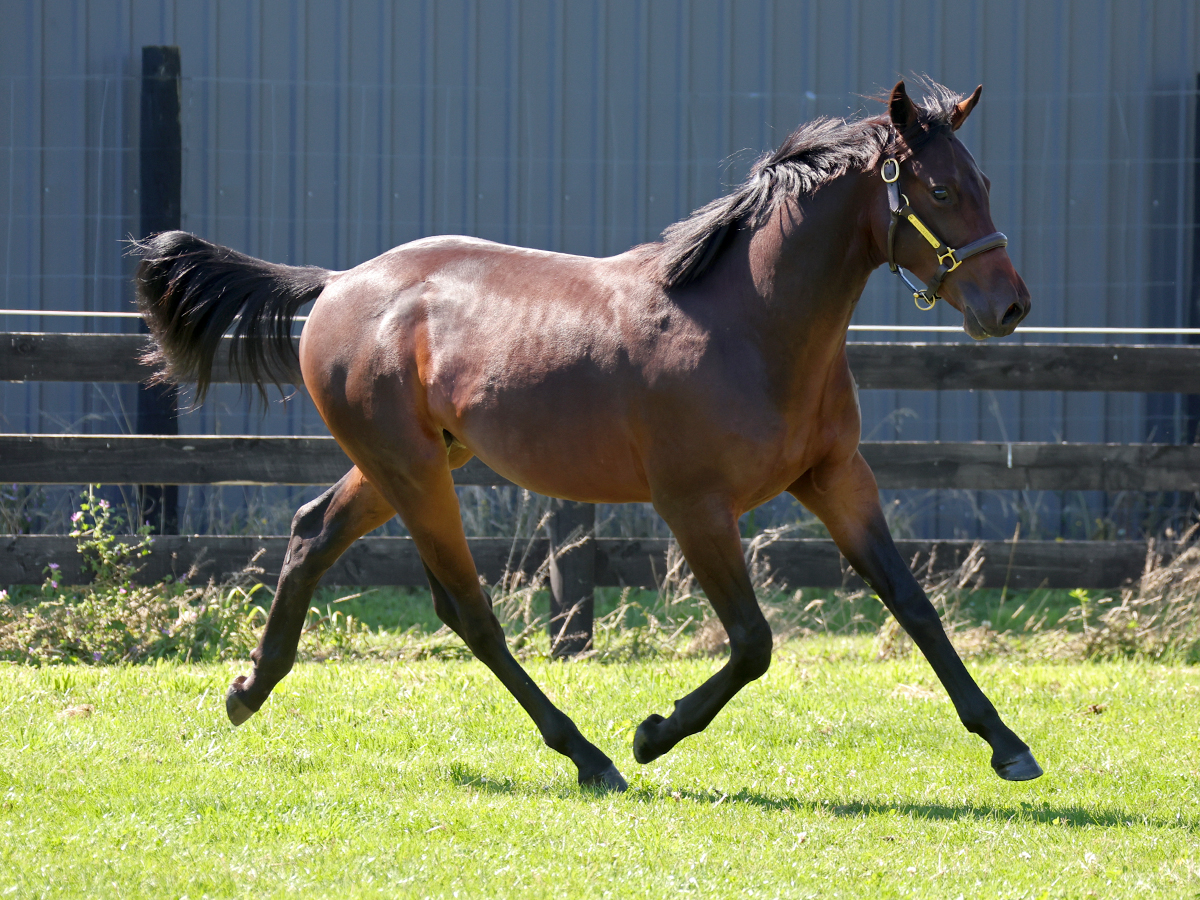 | National Yearling Sale - Christchurch | NZB Standardbred ...
