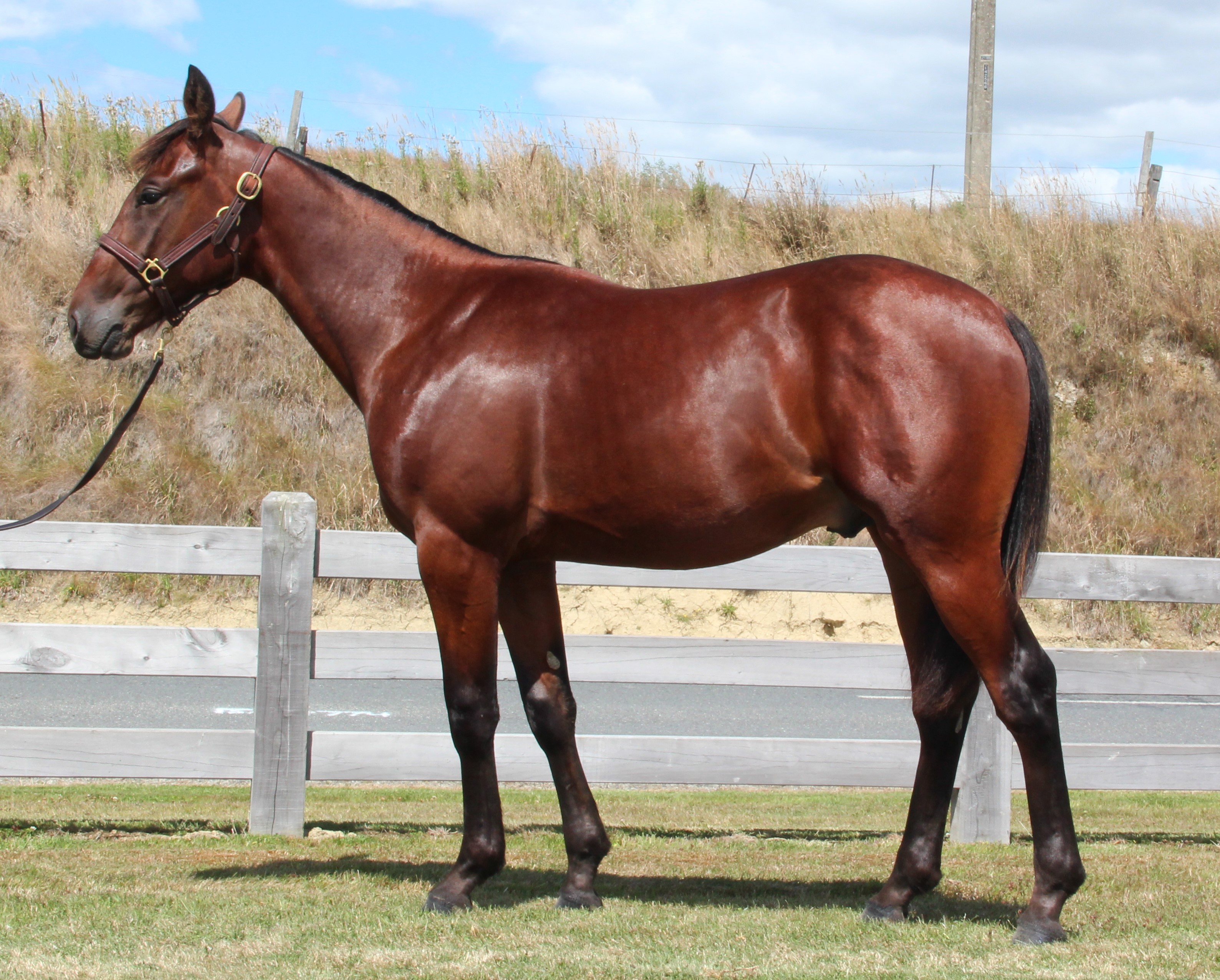 Pistol Pete | National Yearling Sale - Christchurch | NZB Standardbred ...