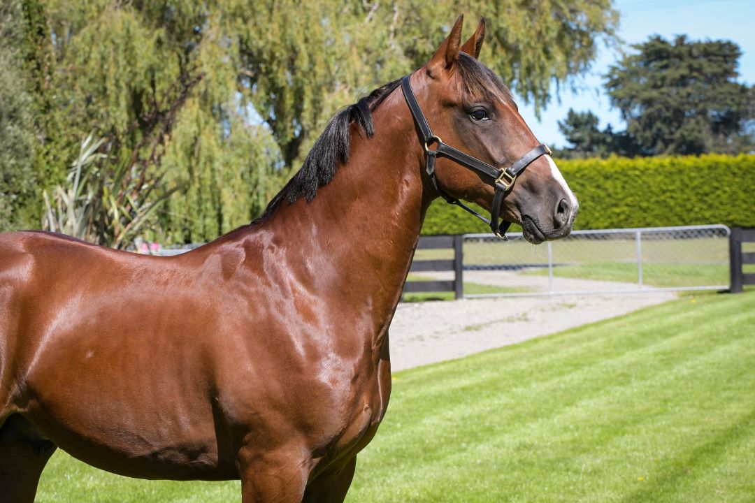 Handsome As | National Yearling Sale - Christchurch | NZB Standardbred ...
