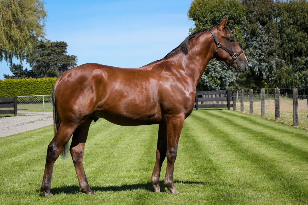 Handsome As | National Yearling Sale - Christchurch | NZB Standardbred ...