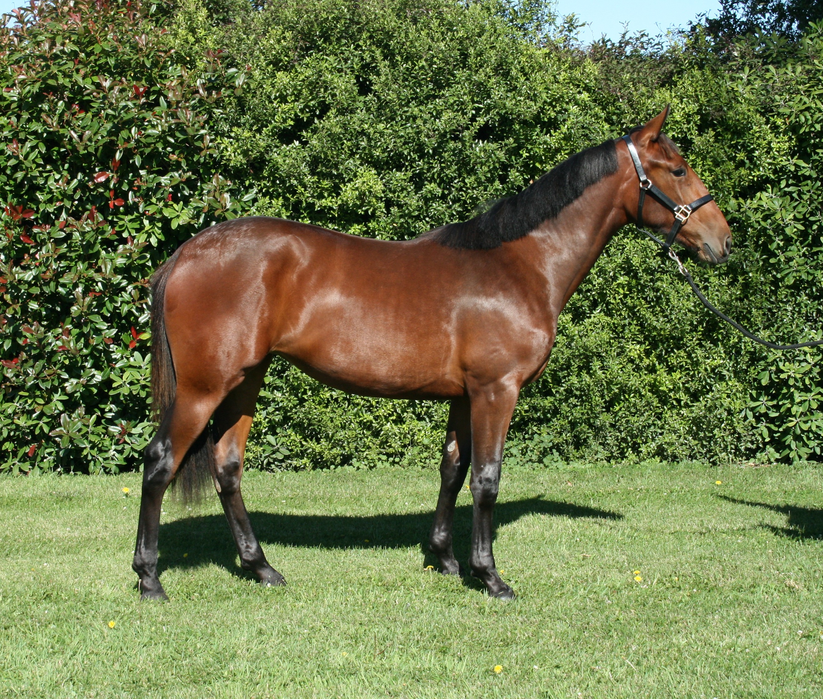 | National Yearling Sale - Christchurch | NZB Standardbred ...