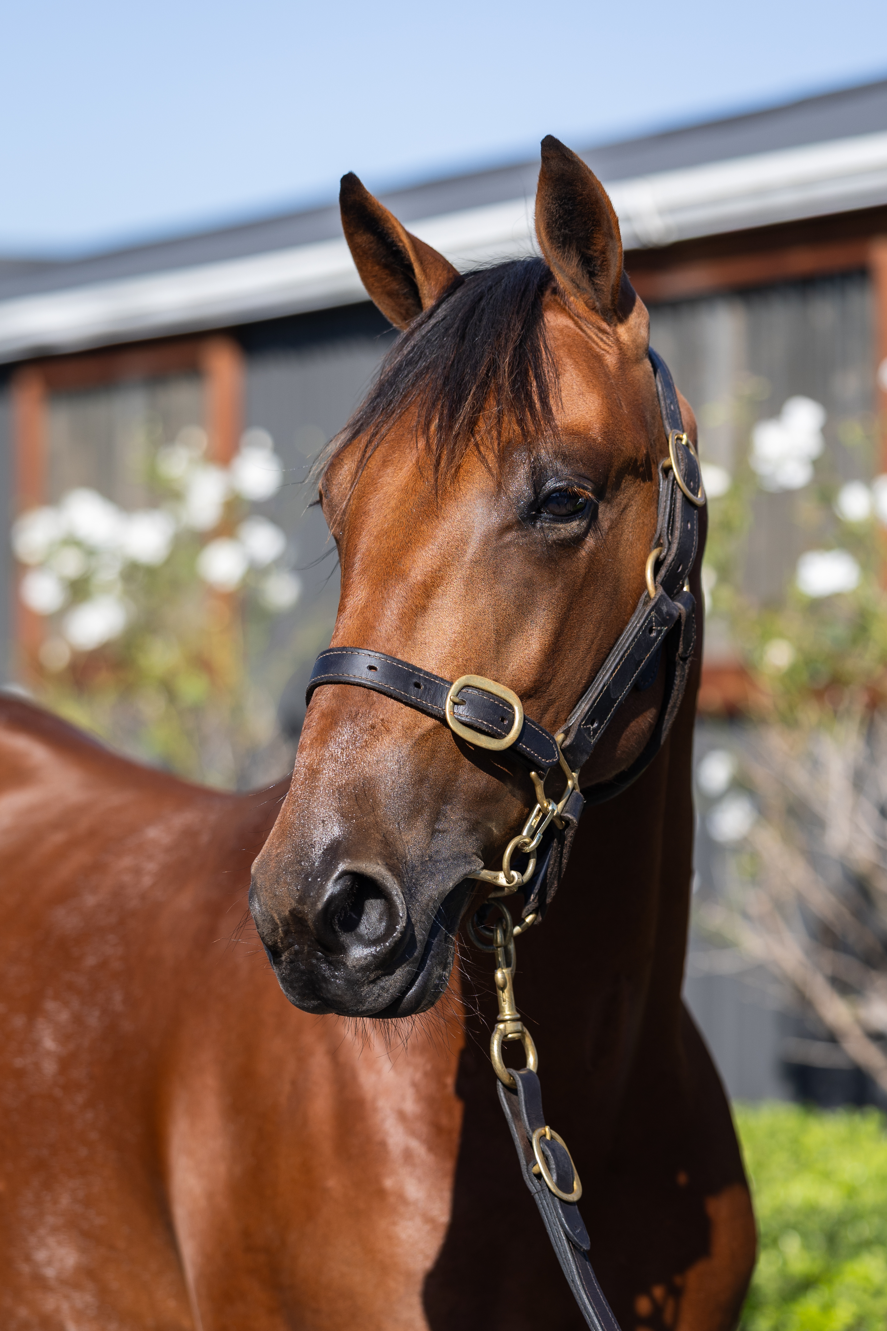 | National Yearling Sale - Auckland | NZB Standardbred | Standardbred ...