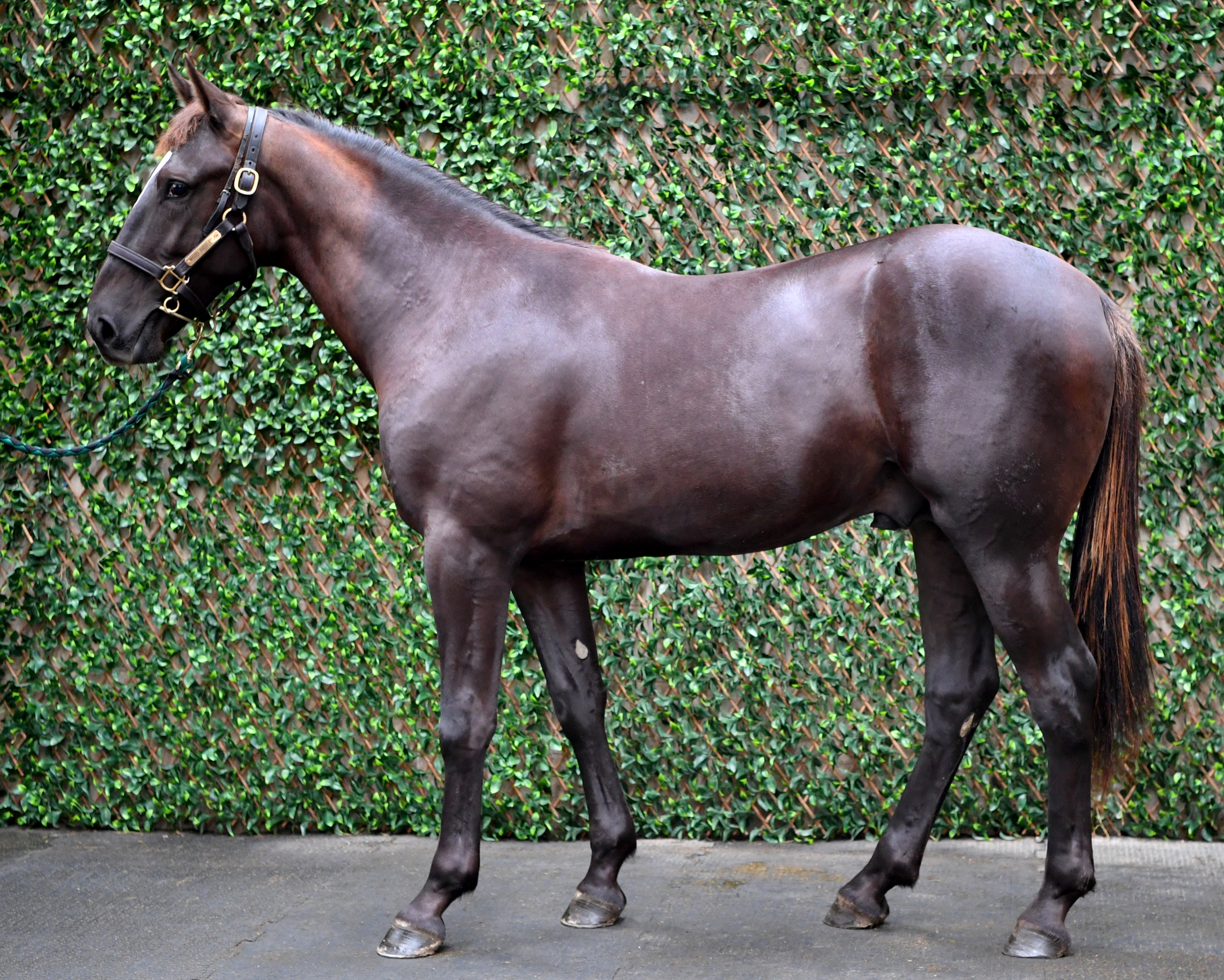 | National Yearling Sale - Auckland | NZB Standardbred | Standardbred ...