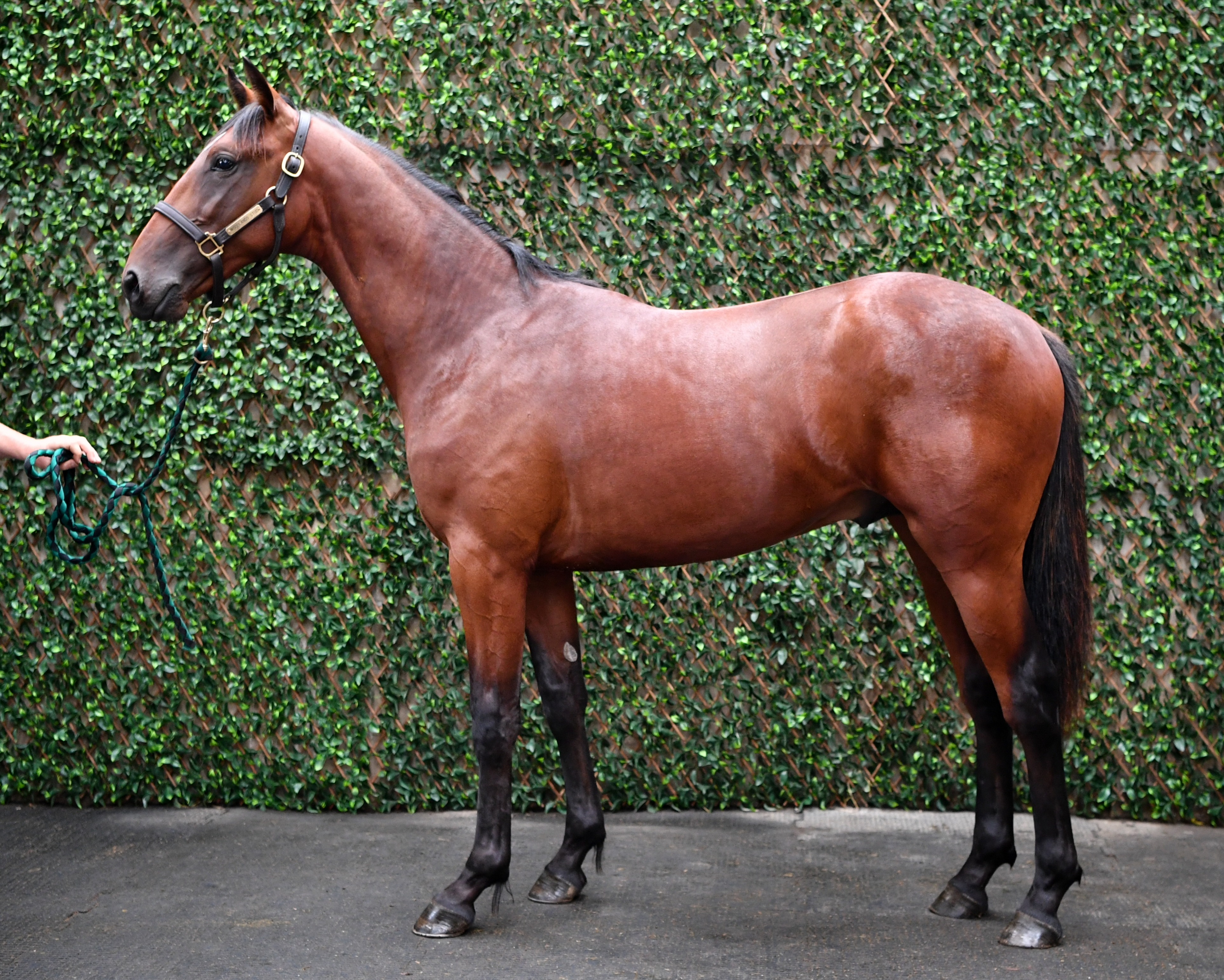 Rakero Fury | National Yearling Sale - Auckland | NZB Standardbred ...
