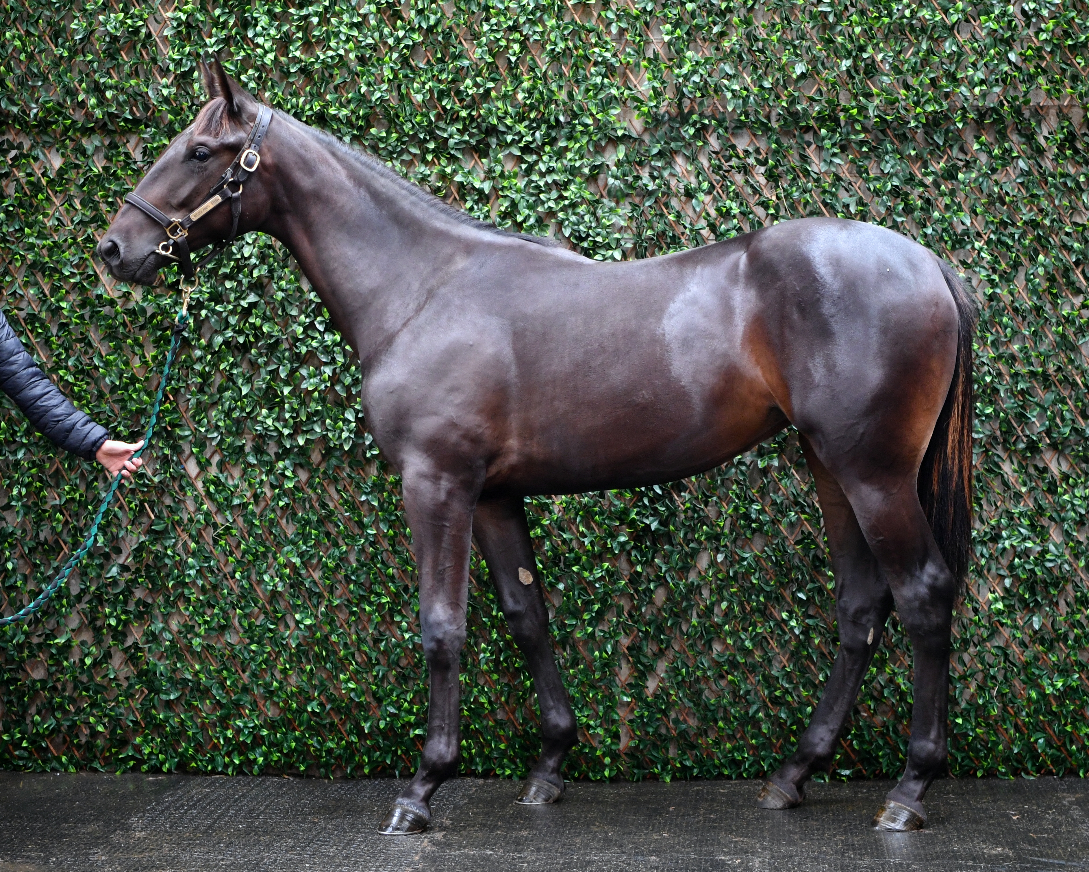 | National Yearling Sale - Auckland | NZB Standardbred | Standardbred ...