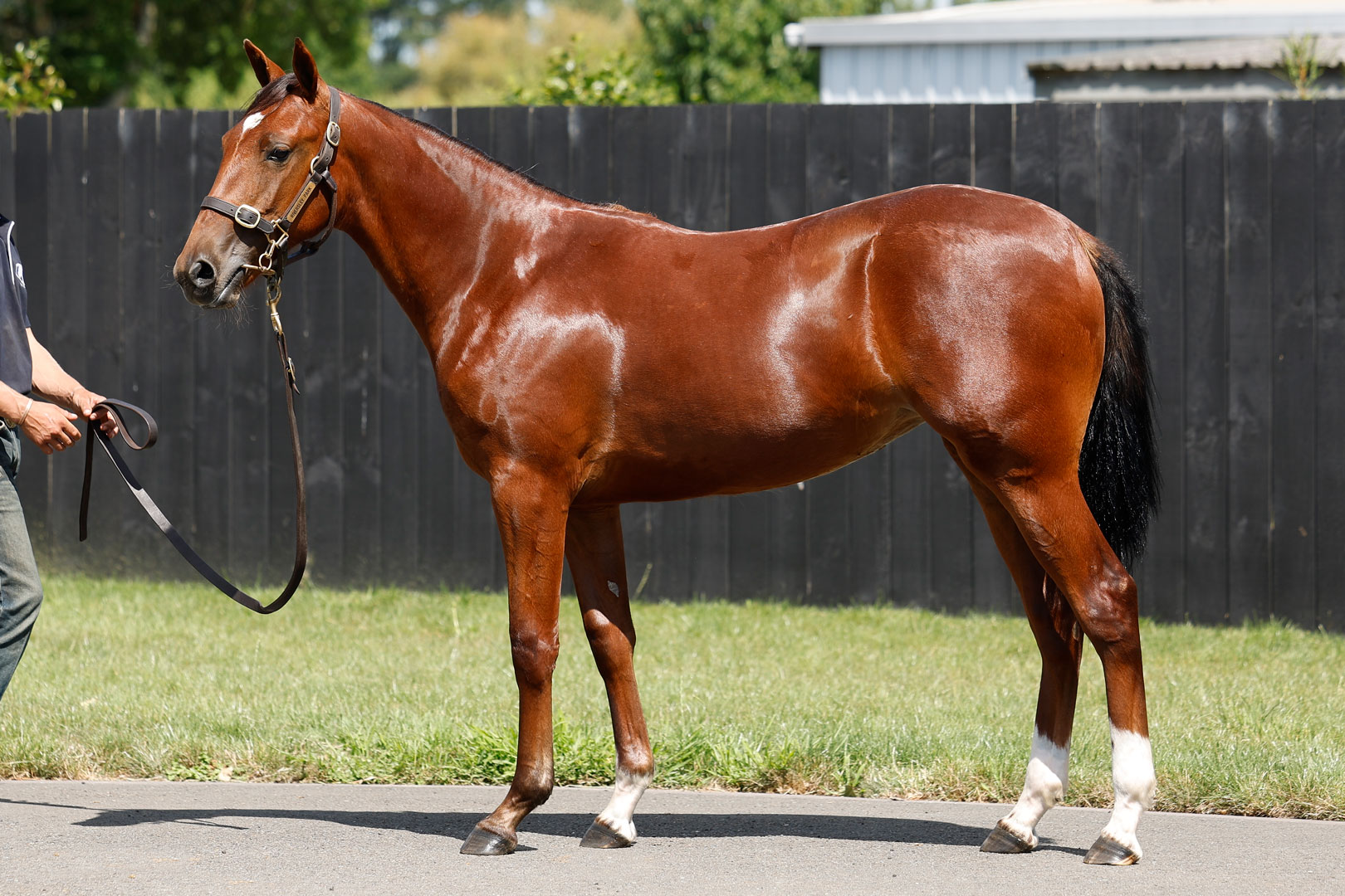 | National Yearling Sale - Auckland | NZB Standardbred | Standardbred ...