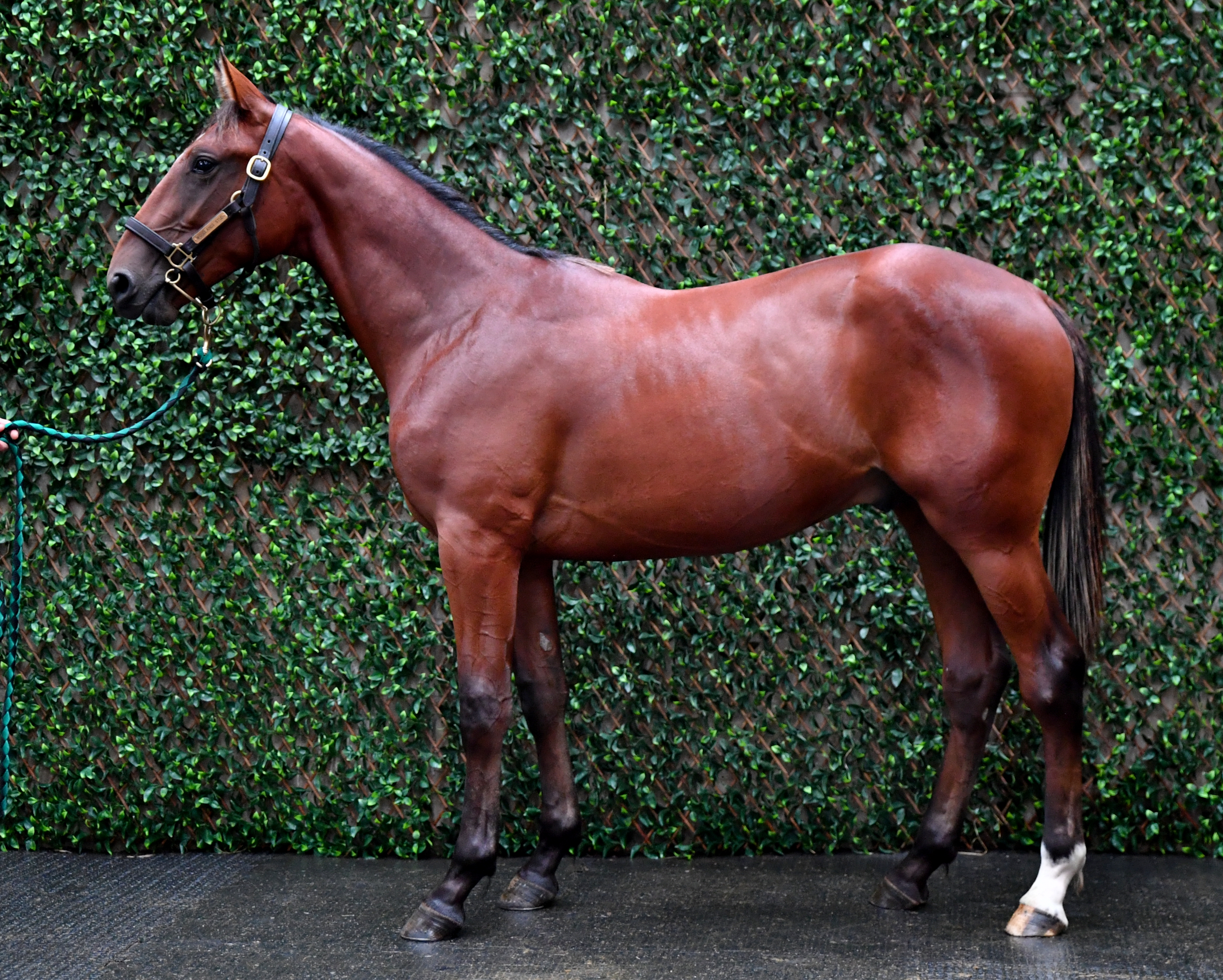 | National Yearling Sale - Auckland | NZB Standardbred | Standardbred ...