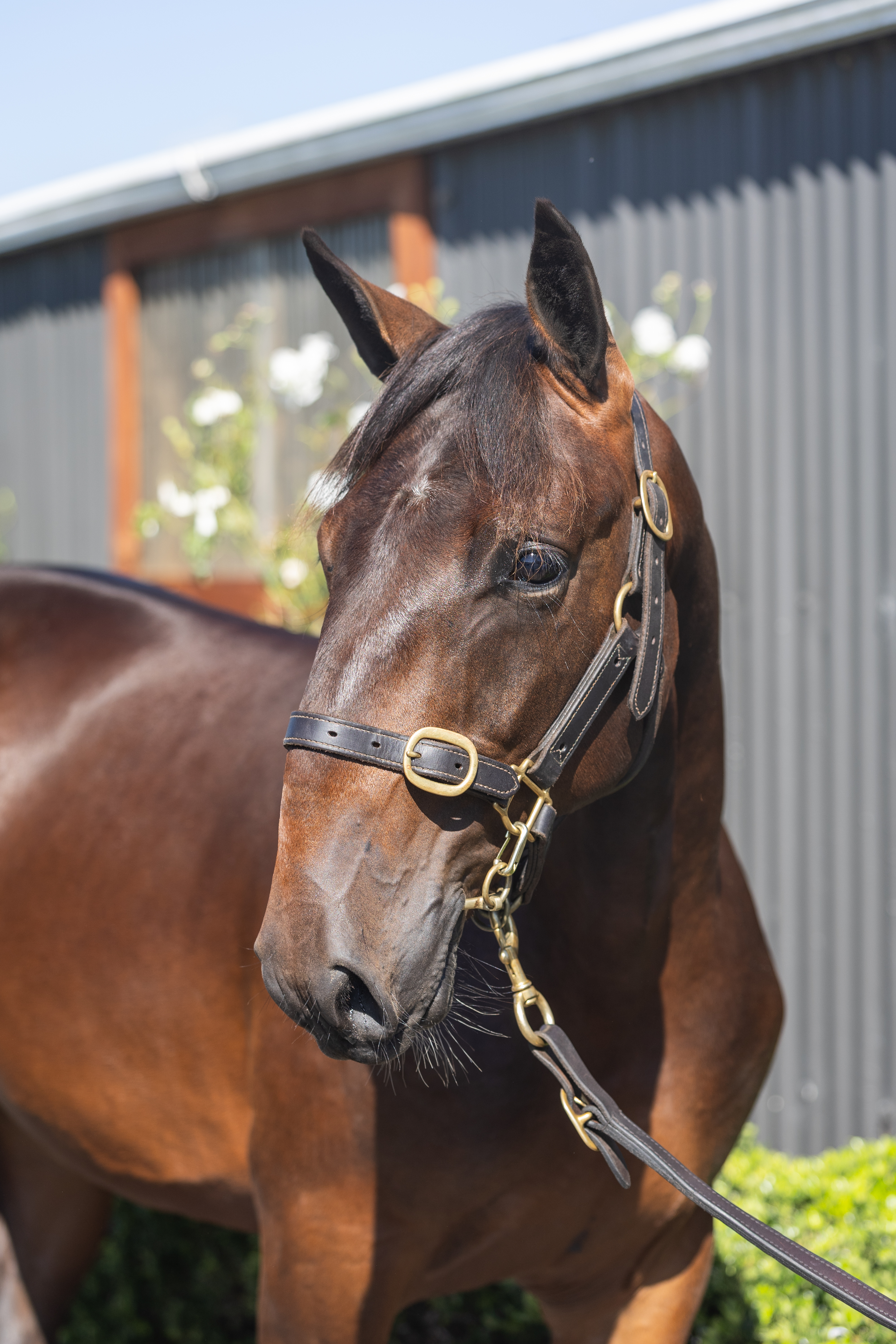 Rakero Gladiator | National Yearling Sale - Auckland | NZB Standardbred ...
