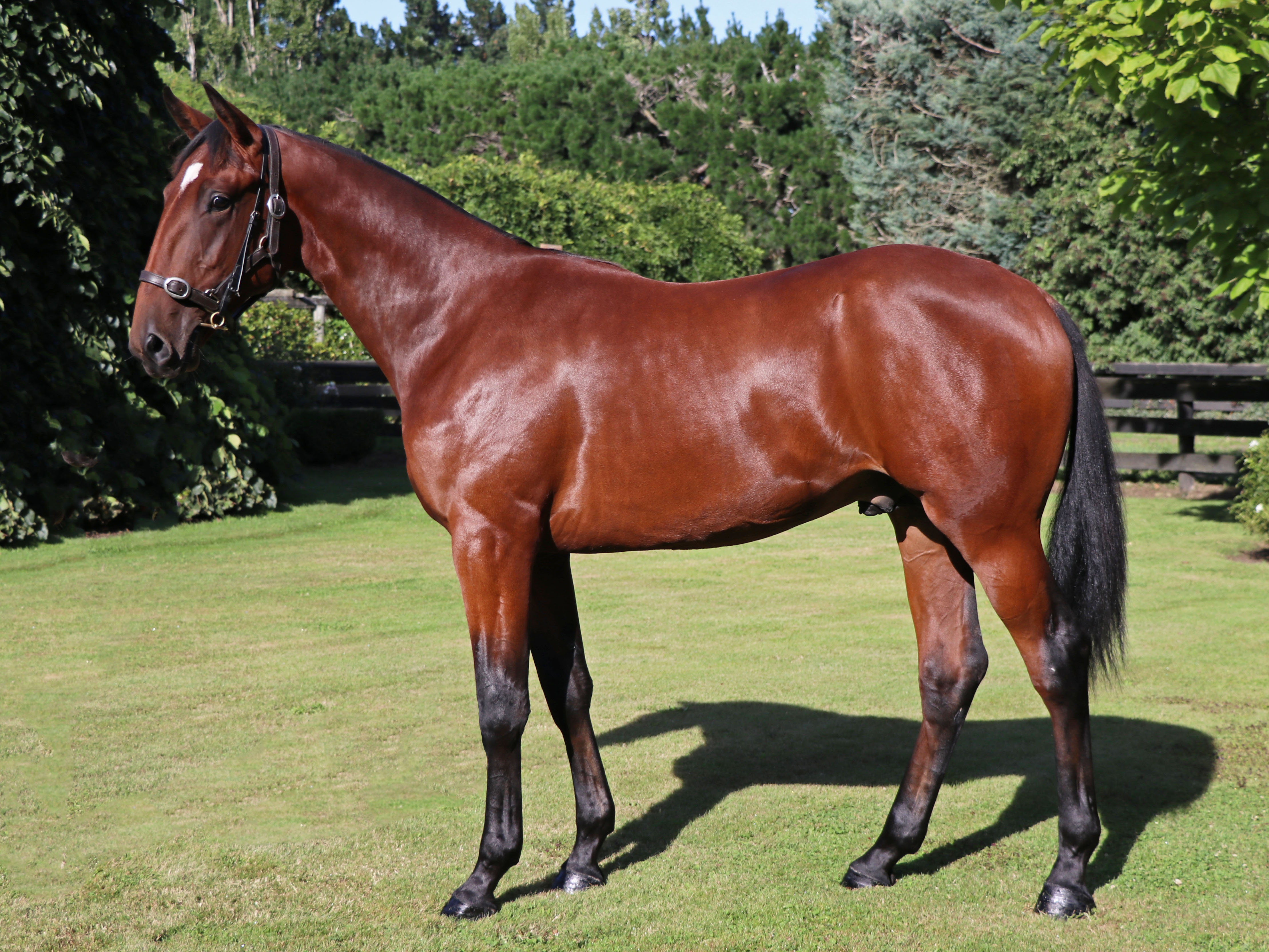 Secret Bay | National Yearling Sale - Christchurch | NZB Standardbred ...