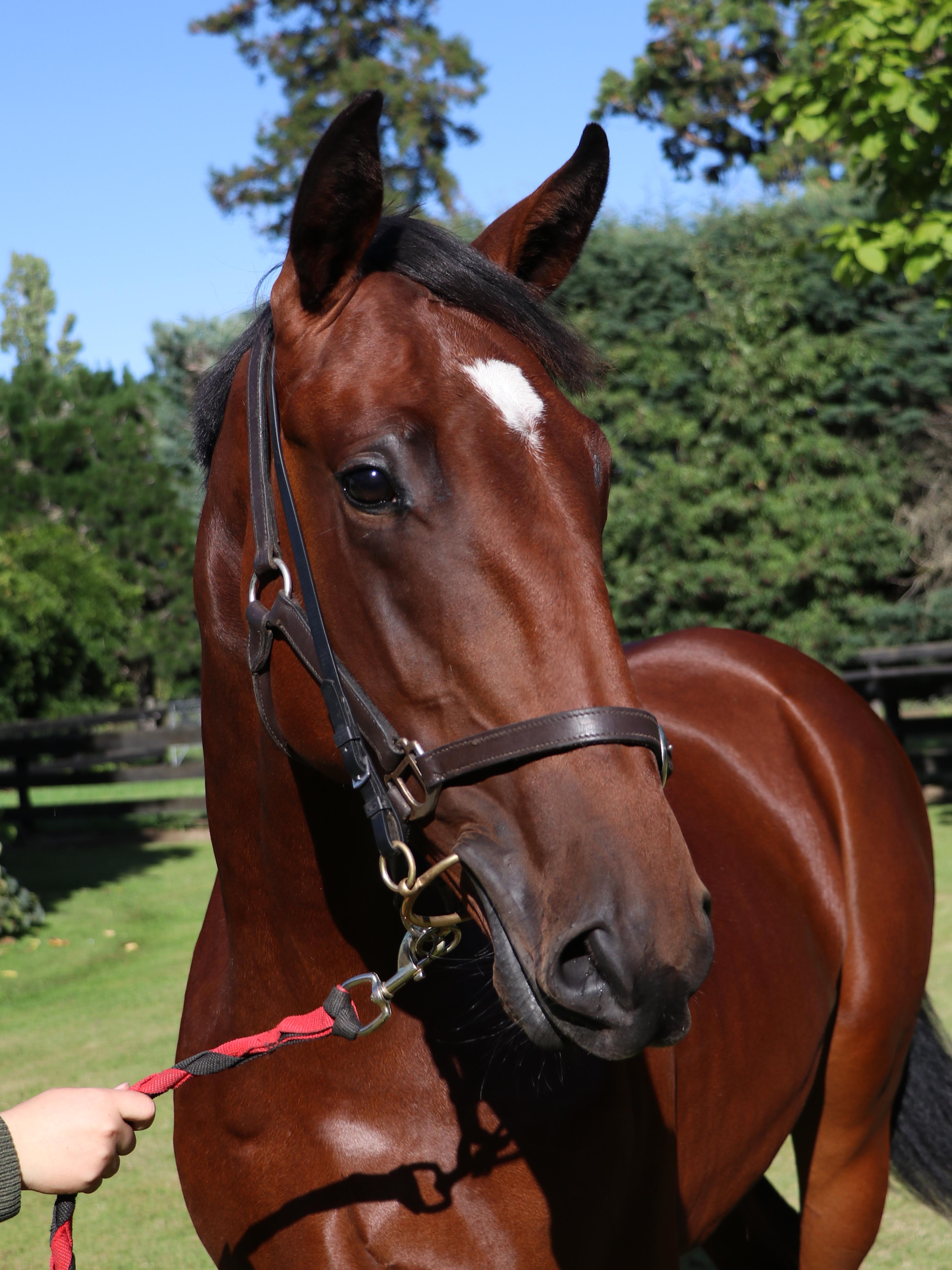 Secret Bay | National Yearling Sale - Christchurch | NZB Standardbred ...