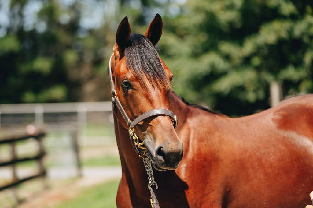 Jimmy Black | National Yearling Sale - Christchurch | NZB Standardbred ...