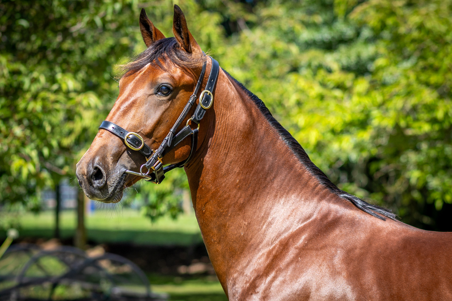 | National Yearling Sale - Christchurch | NZB Standardbred ...