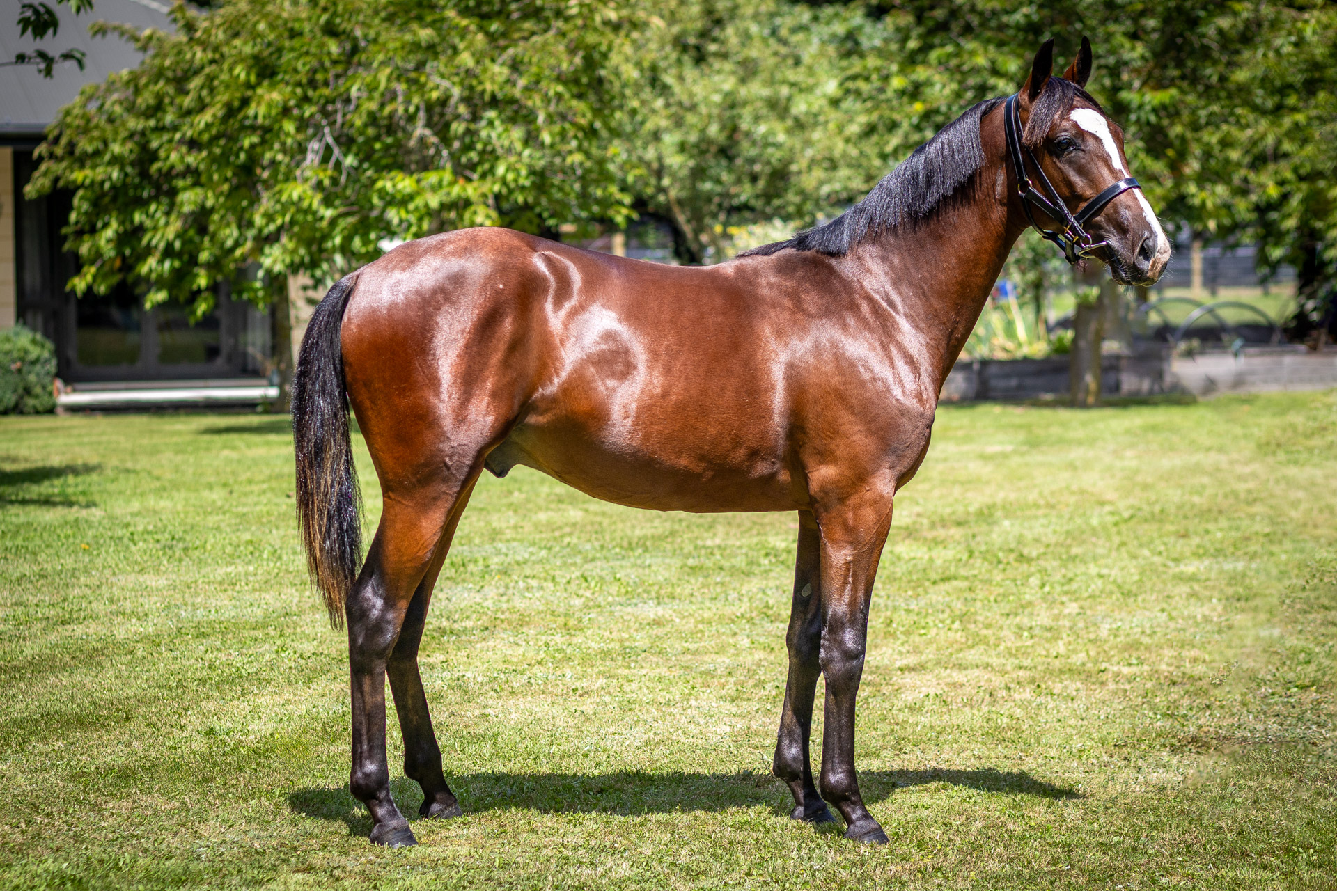 Bahari | National Yearling Sale - Christchurch | NZB Standardbred ...
